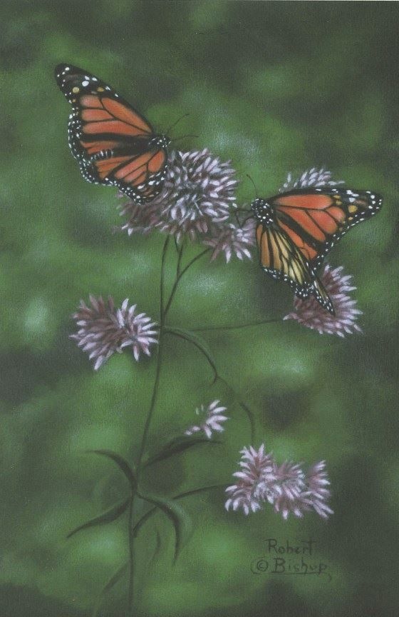 Robertbishopart.com "A New Beginning" Monarch Painting